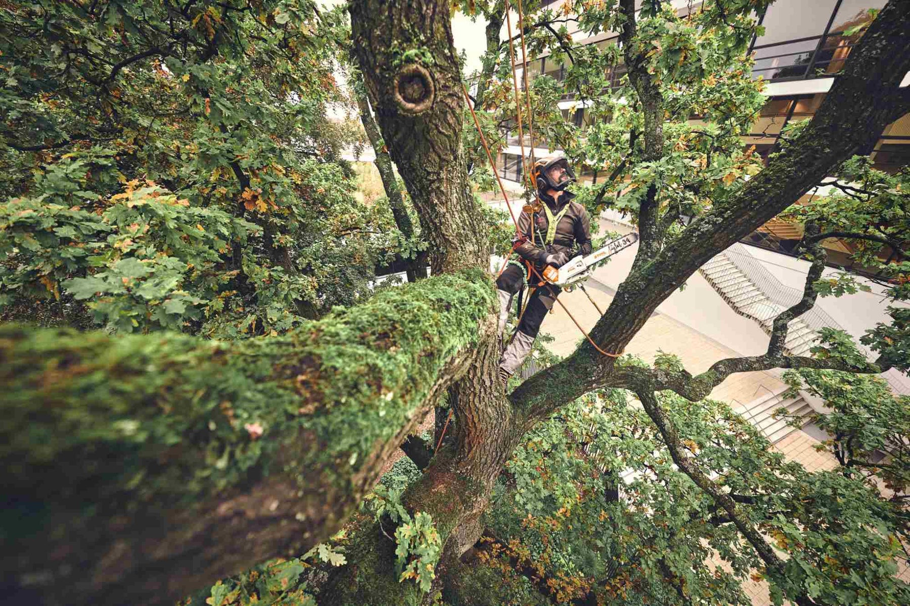 STIHL Akku-Baumpflegesäge MSA 220 T, 3/8", PS3 Pro, Schienenlänge 30 c ...